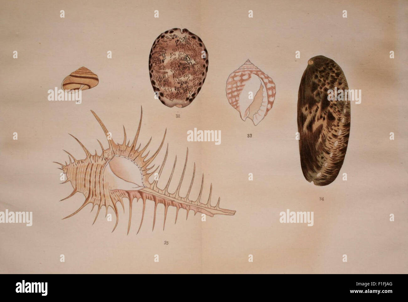 *Kaisenshu* is a catalog and collection of Japanese mollusks and shells ...