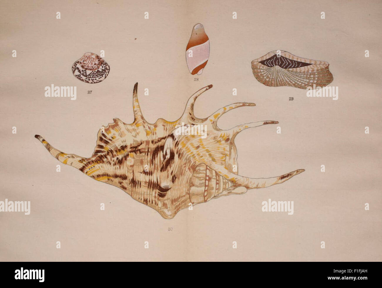 'Kaisenshu' is a historical catalog of mollusks and shells from Japan ...