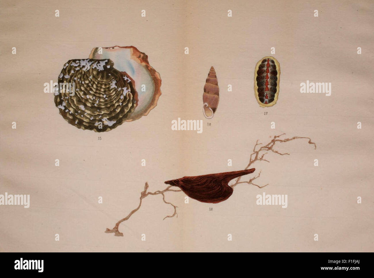 *Kaisenshu* is a catalog from Japan, featuring various mollusks and ...