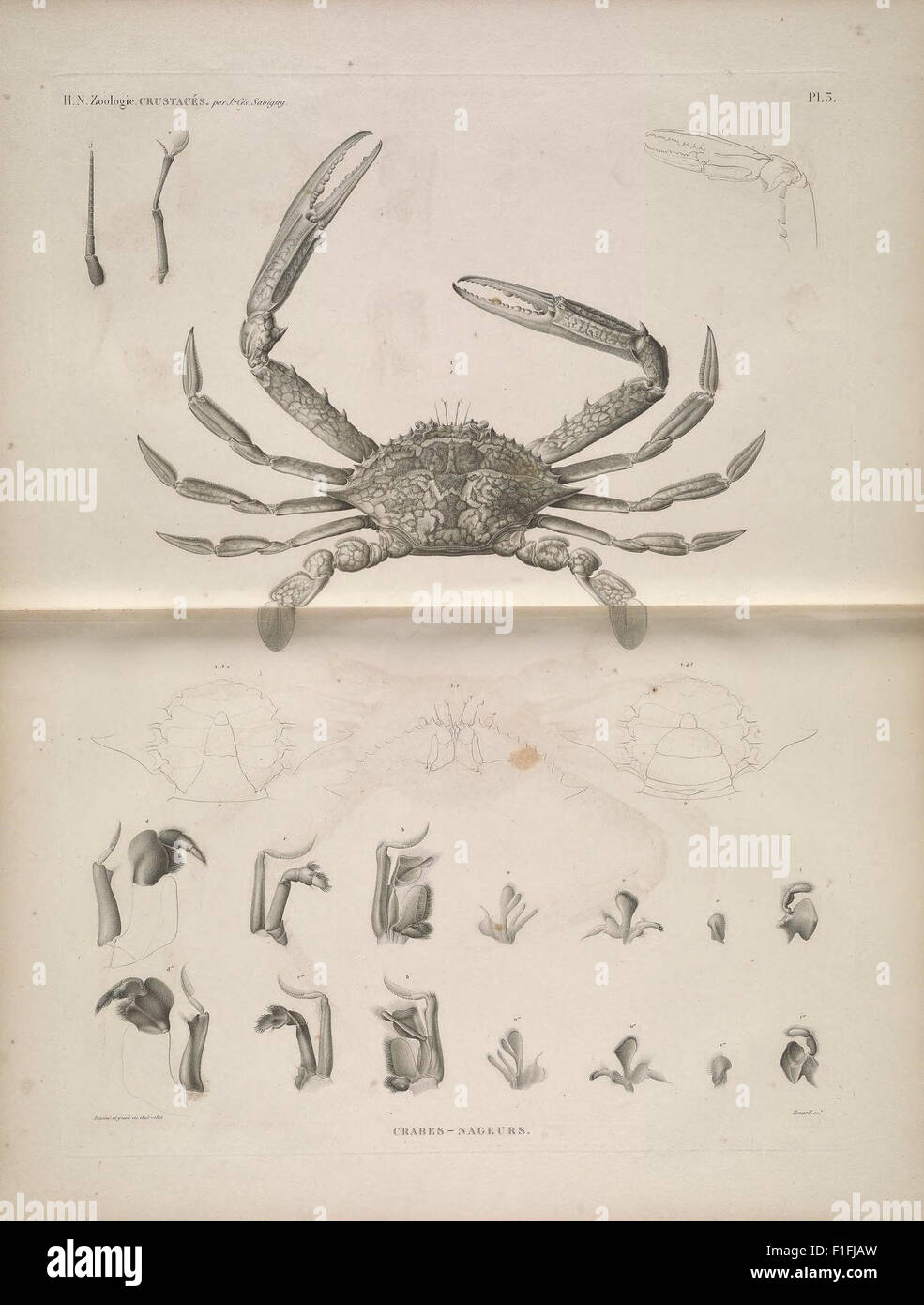 'Iconographie des Crustacés et des Arachnides de l'Égypte' is a ...