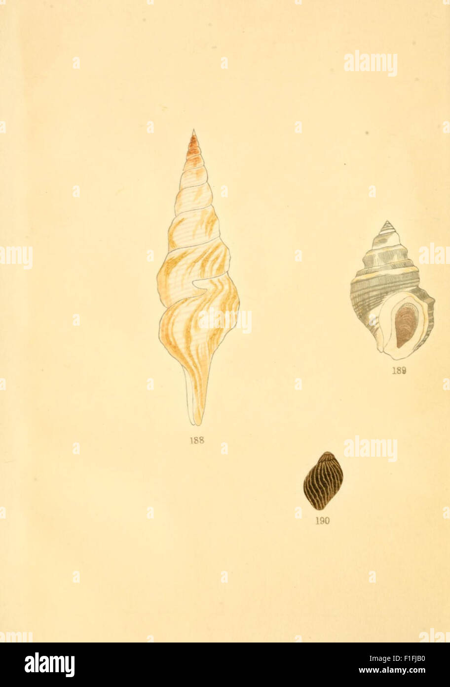 'Kaisenshu' is a vintage Japanese work featuring detailed illustrations ...