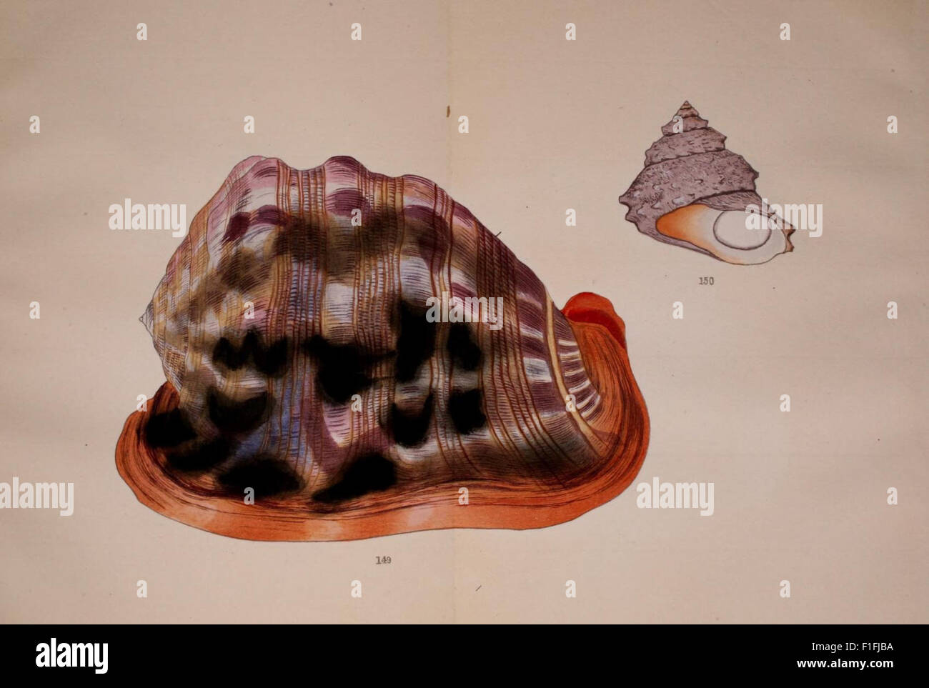 'Kaisenshu' is a Japanese catalog featuring detailed illustrations of ...