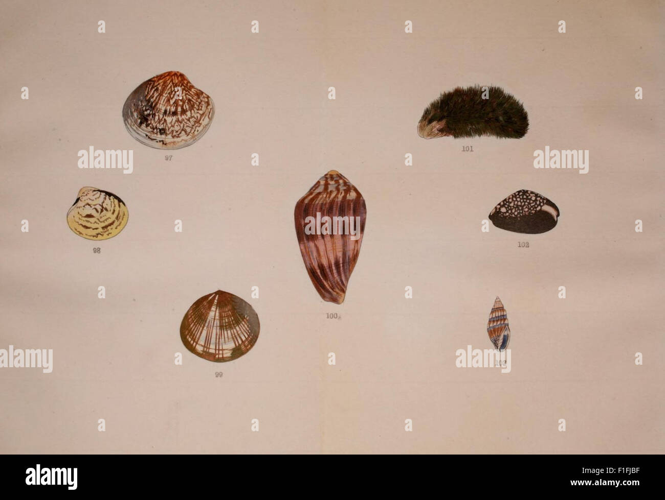 'Kaisenshu' is a catalog and collection of shell illustrations ...
