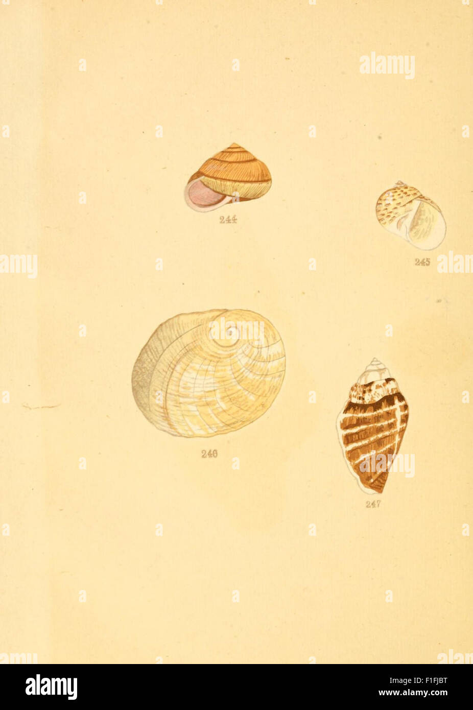 'Kaisenshu' is a Japanese catalog of mollusks, with illustrations ...