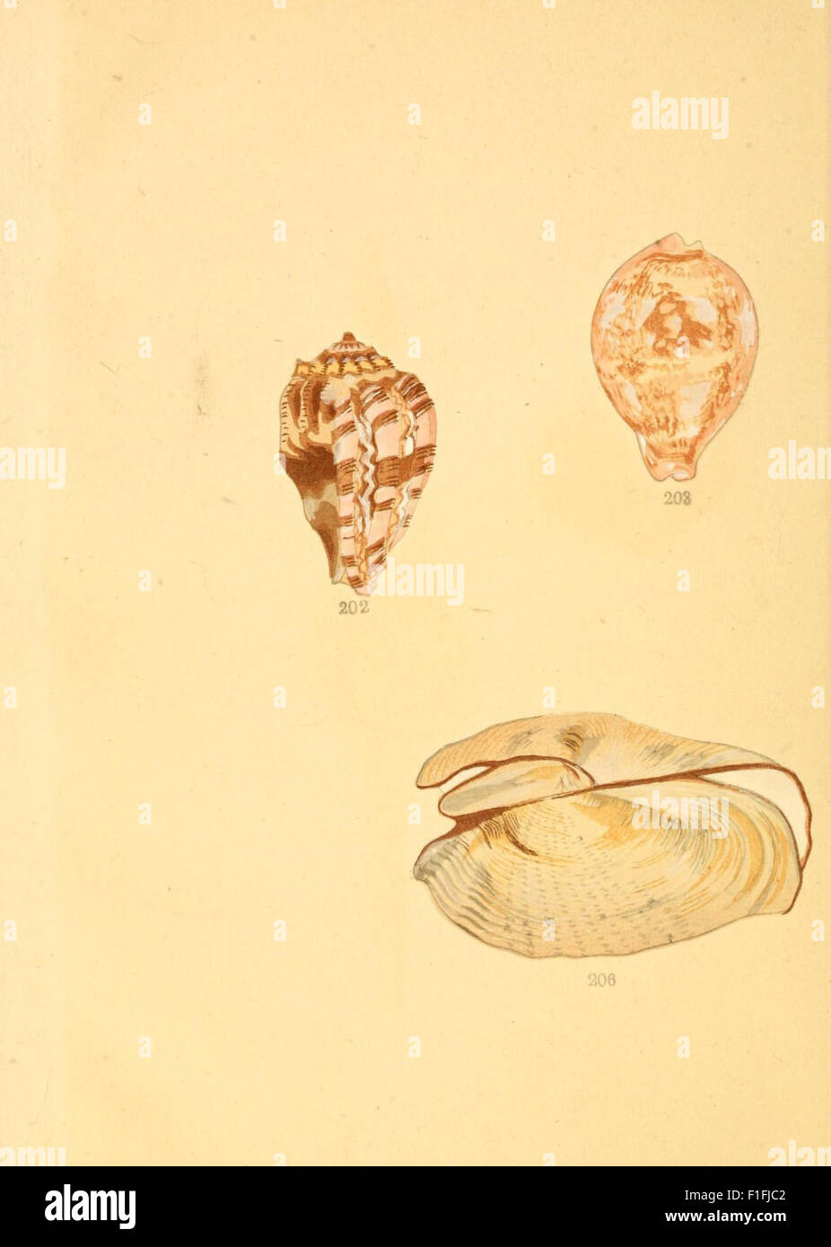 'Kaisenshu' is a Japanese work cataloging and illustrating mollusks and ...