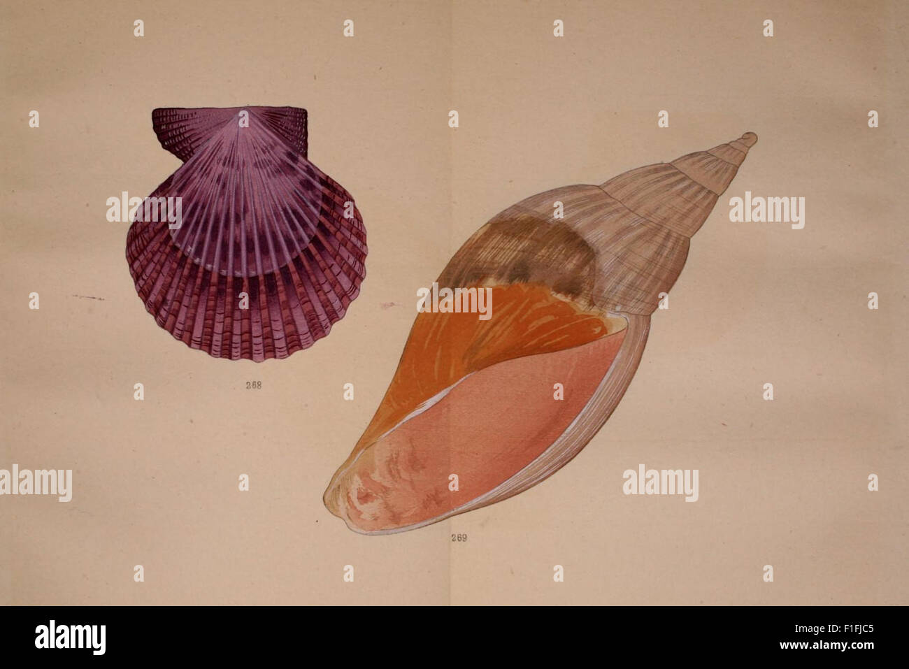 'Kaisenshu' is a historical catalog focusing on mollusks and shells ...