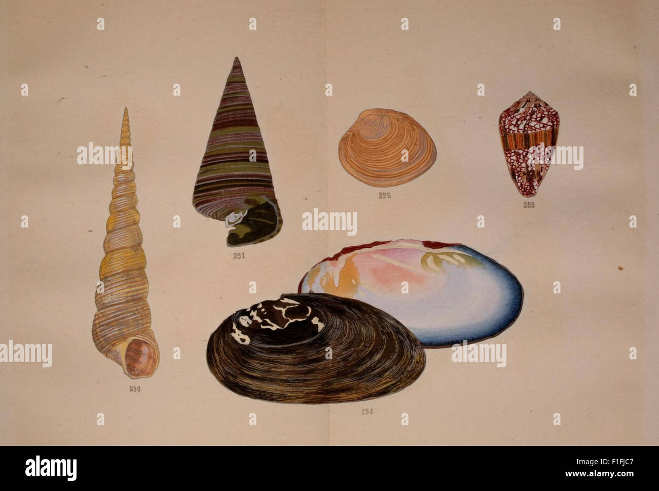 *Kaisenshu* is a Japanese catalog that features various mollusks and ...