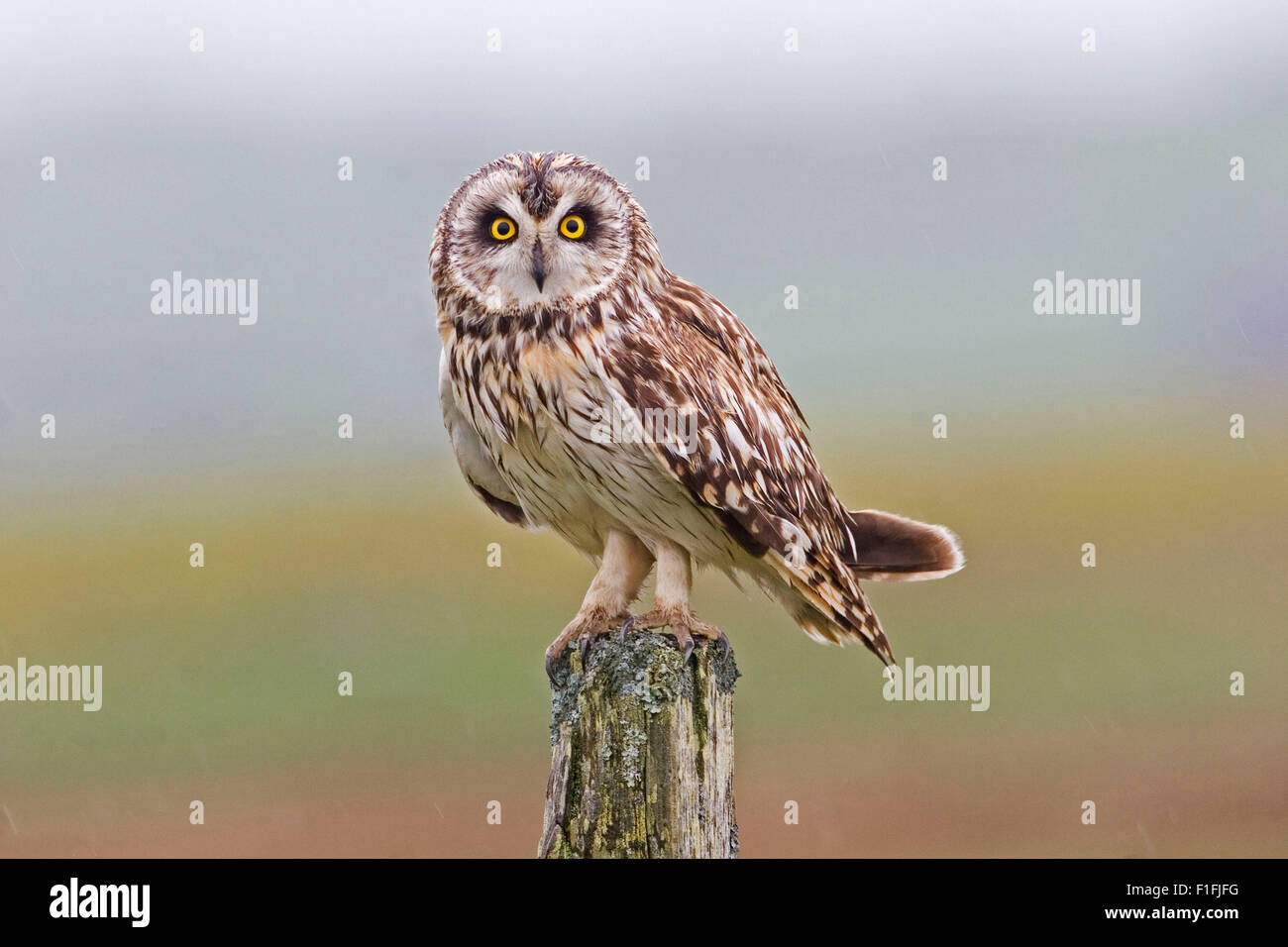 Cute short eared owl hi-res stock photography and images - Alamy