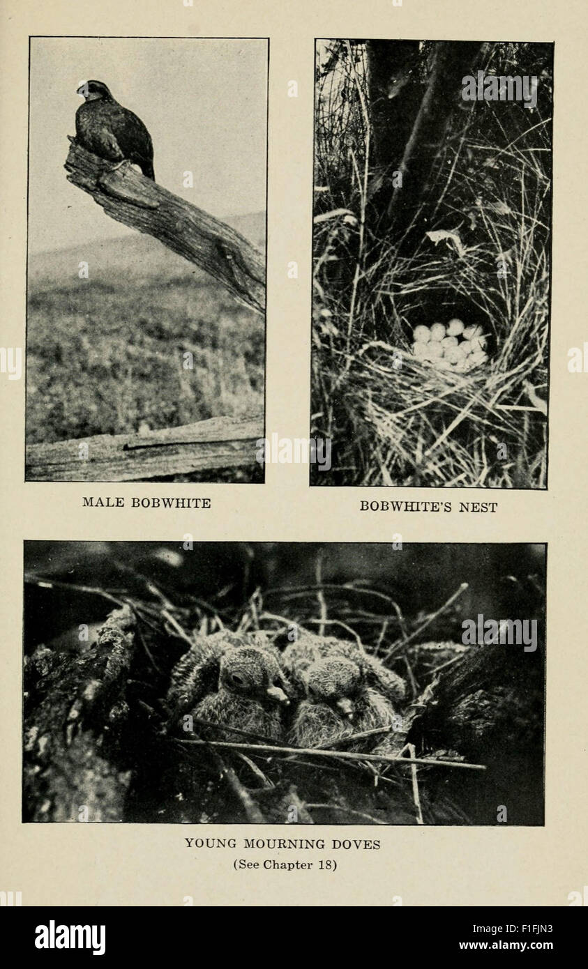 'Knowing Birds through Stories' is a vintage book that uses stories to ...