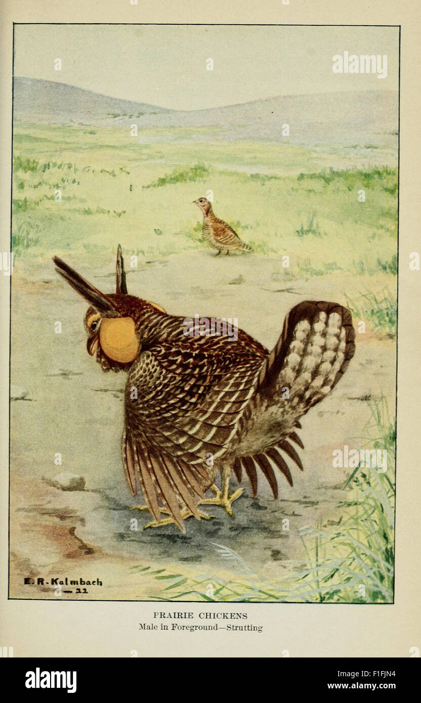 'Knowing Birds Through Stories' explores bird species through narrative ...