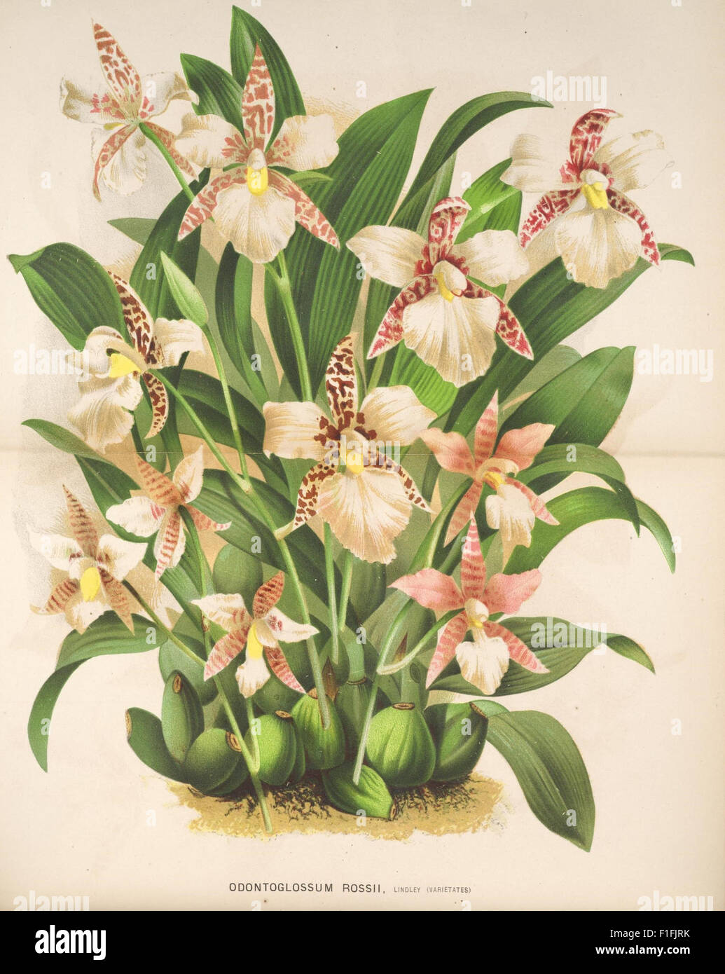 *L'Illustration Horticole* is a horticultural journal that provides ...