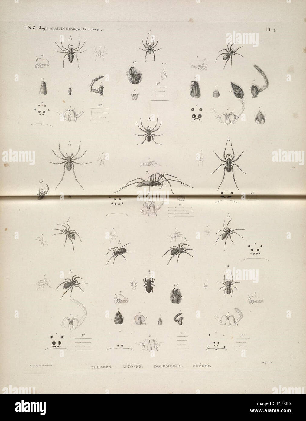 'Iconographie des Crustacés et des Arachnides de l'Égypte' presents ...