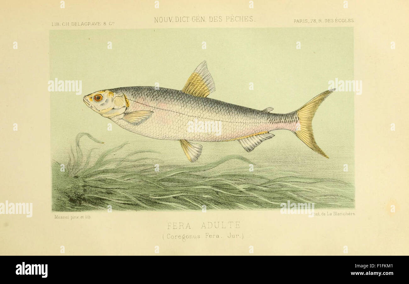 'La Pêche et les Poissons' is a comprehensive French work on fishing ...