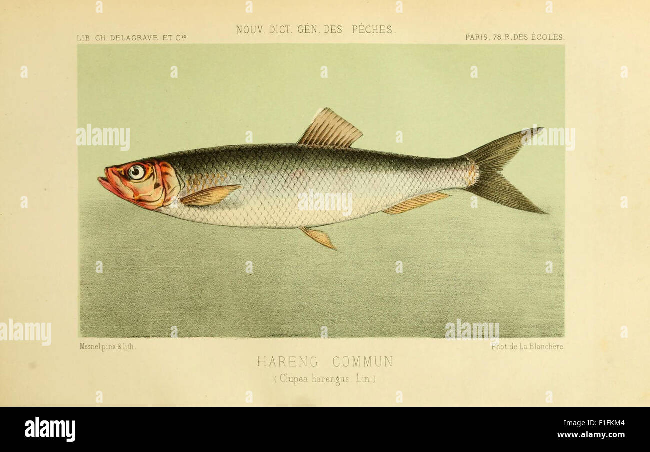 *La Pêche et les Poissons* focuses on fishing practices and the biology ...