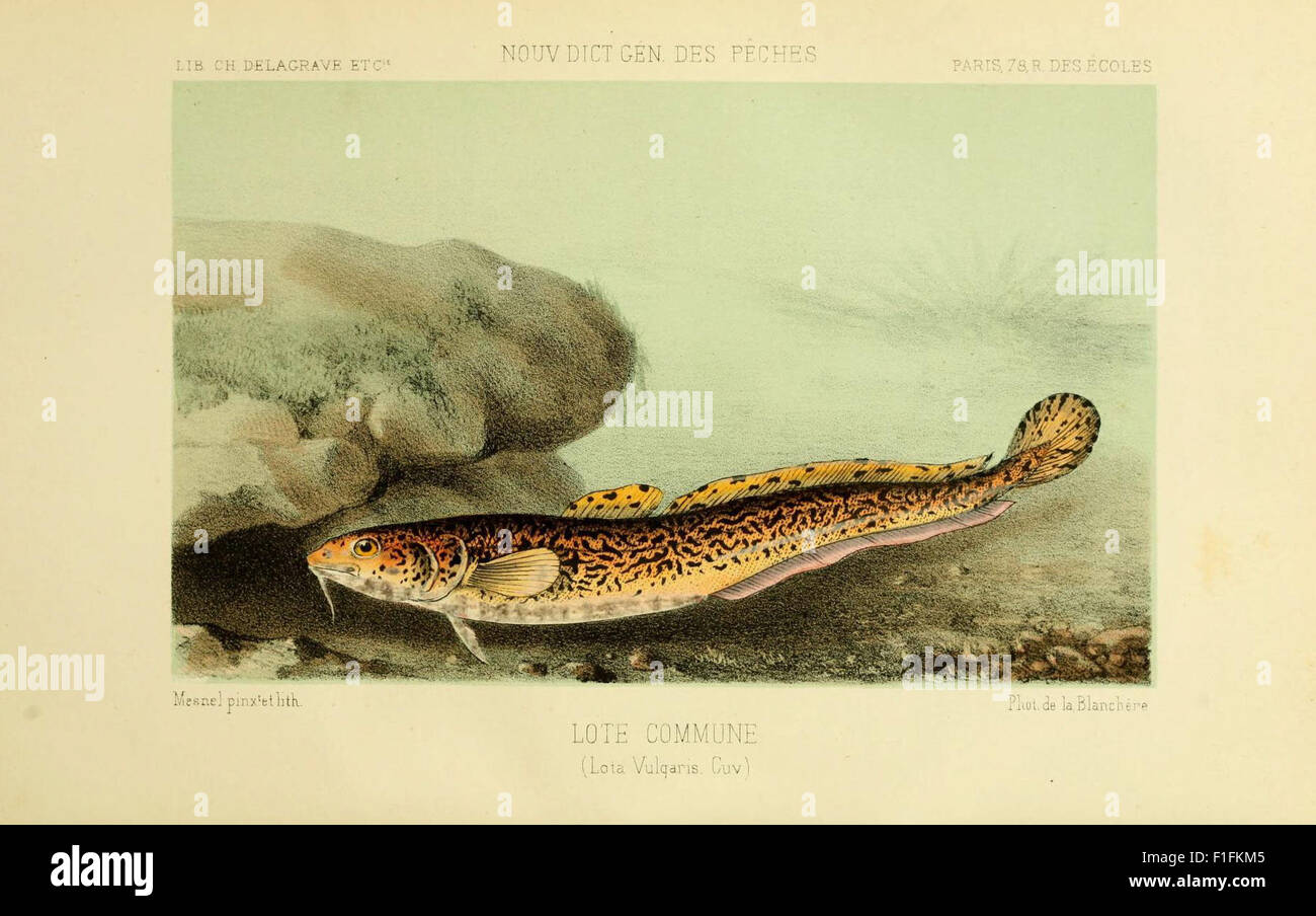 *La Pêche et les Poissons* is a French work on fishing and fish species ...
