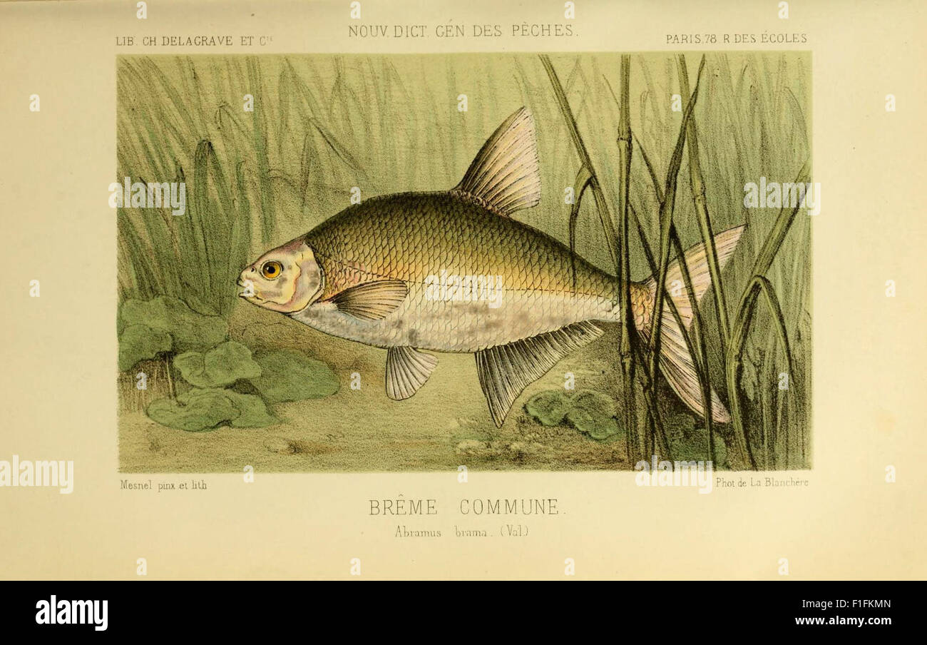 'La Pêche et les Poissons' is a French work focusing on fishing ...