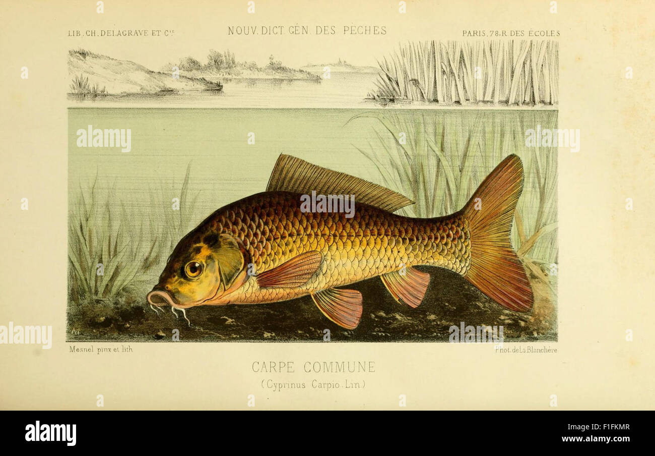 'La Pêche et les Poissons' is a French work that focuses on fishing ...