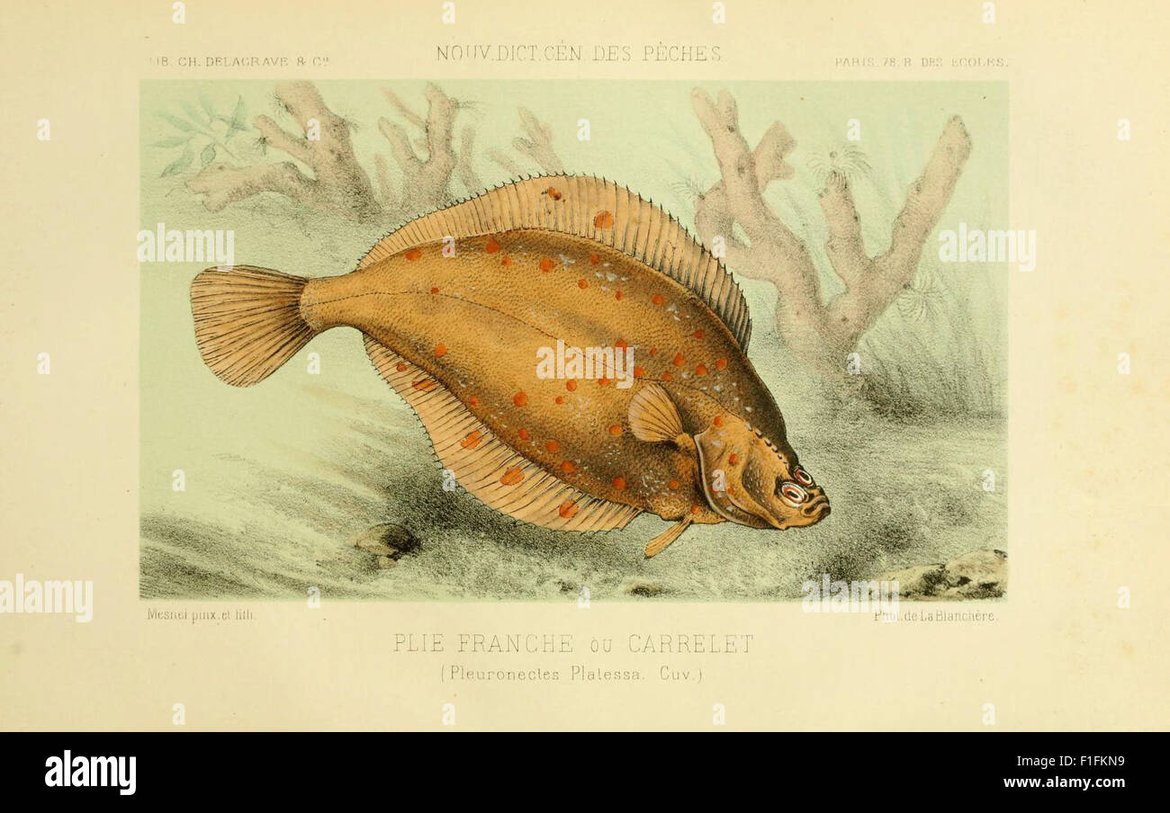 'La Pêche et les Poissons' is a French work focusing on fish species ...