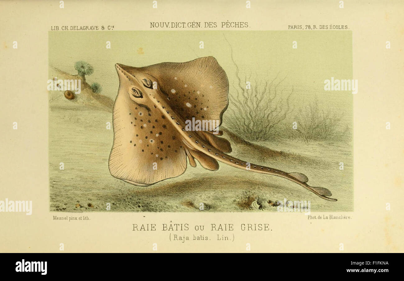 *La Pêche et les Poissons* offers a comprehensive guide to fishing and ...