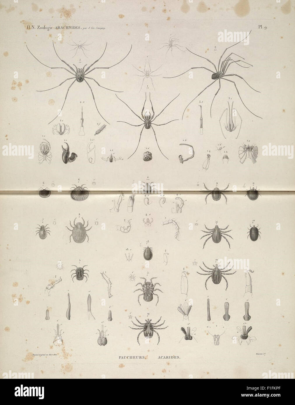 This 19th-century work *Iconographie des Crustacés et des Arachnides de ...