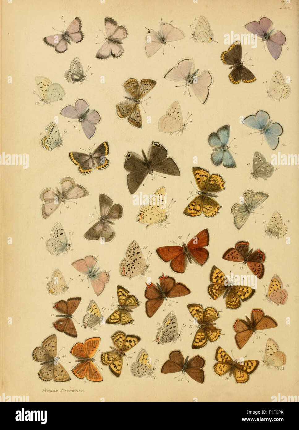 *Lepidoptera, Rhopaloceres and Heteroceres* is a detailed study of ...