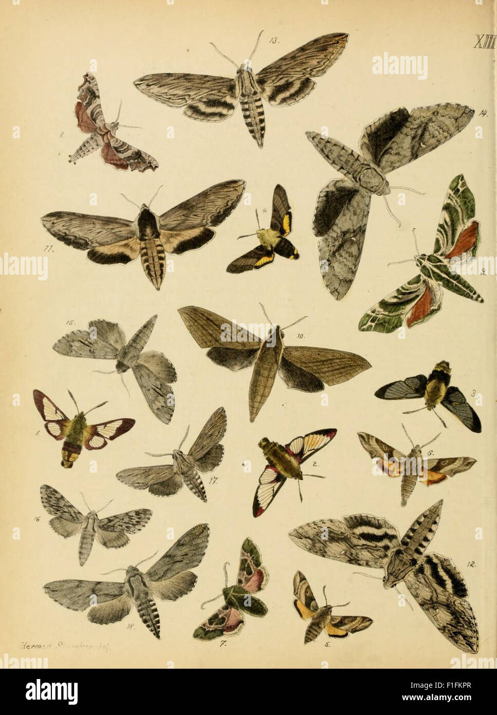 This work details the classification of Lepidoptera, focusing on both ...