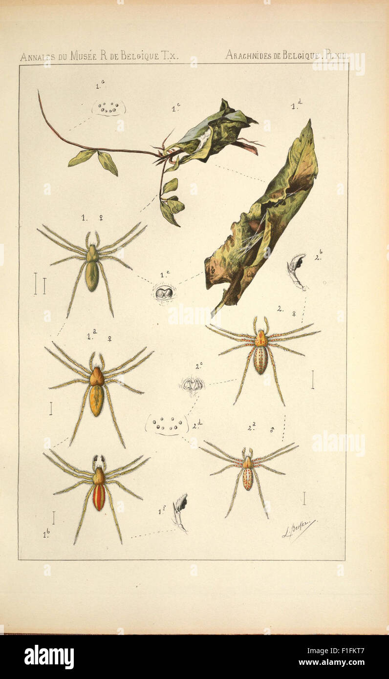 *Les Arachnides de Belgique* is a comprehensive work on arachnids in ...