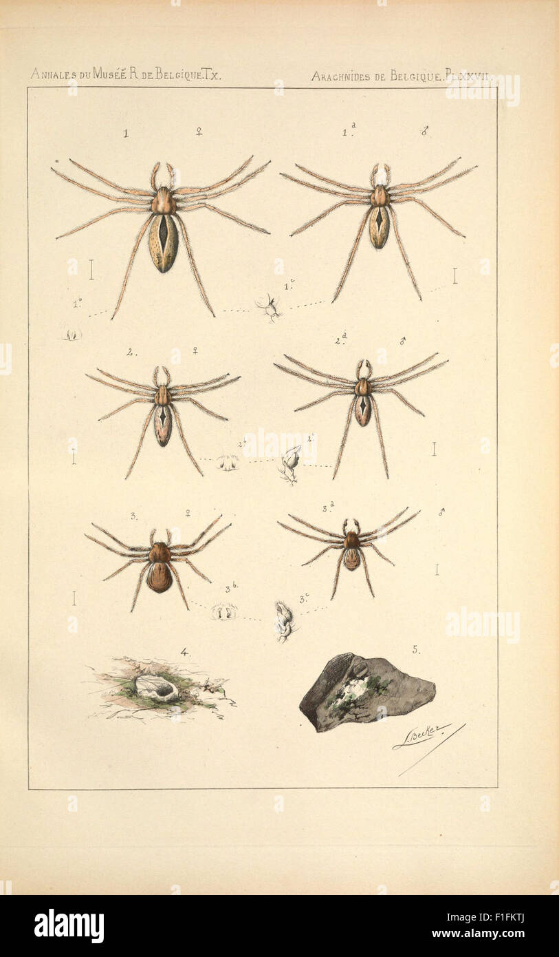 'Les Arachnides de Belgique' is a study of Belgian arachnids, focusing ...