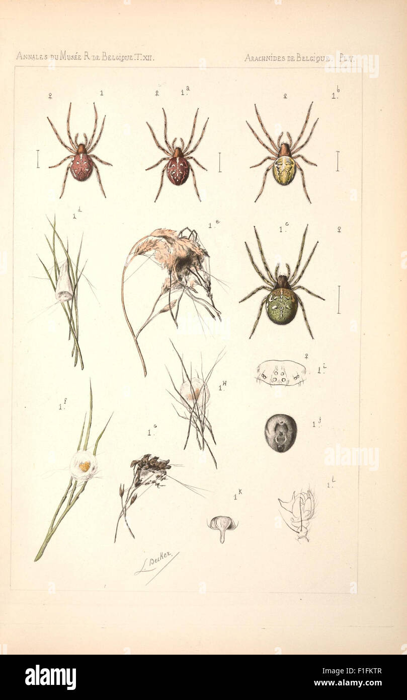 'Les Arachnides de Belgique' is a detailed work that studies the ...