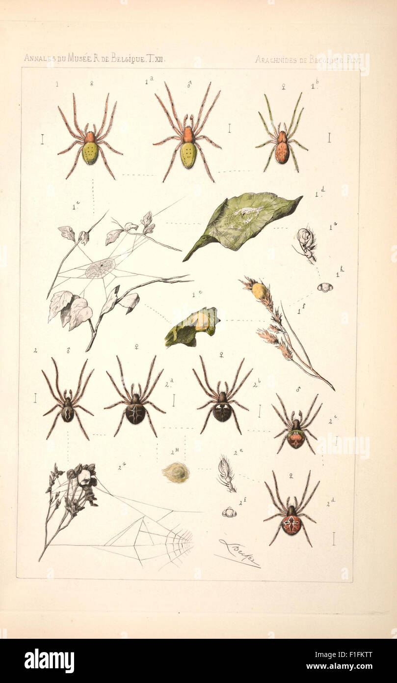Classifications of various spider species hi-res stock photography and ...