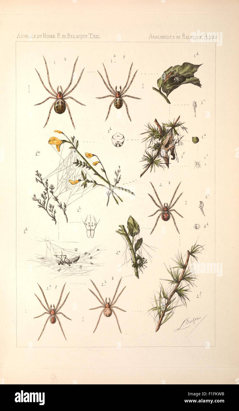 *Les Arachnides de Belgique* is a detailed work on the arachnids of ...