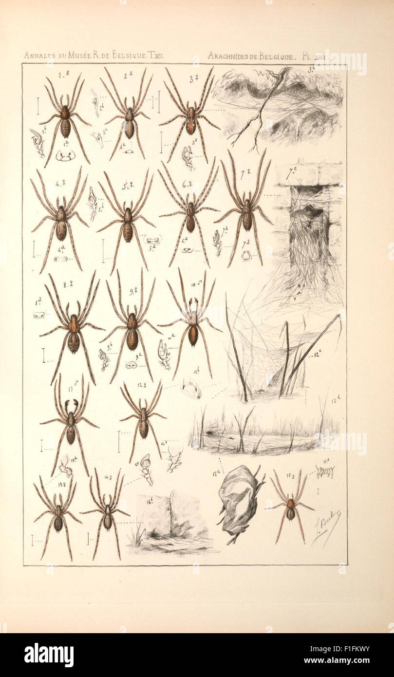 'Les Arachnides de Belgique' is a work documenting the arachnids ...