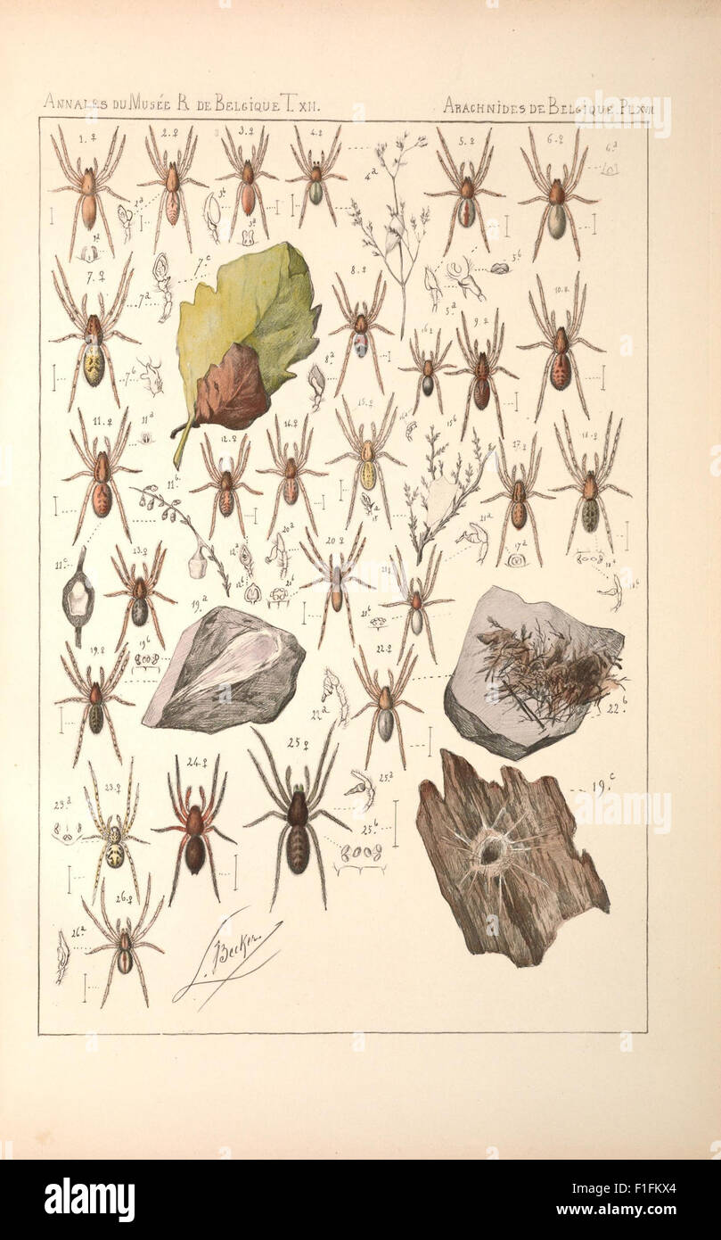 'Les Arachnides de Belgique' is a comprehensive study of spiders found ...