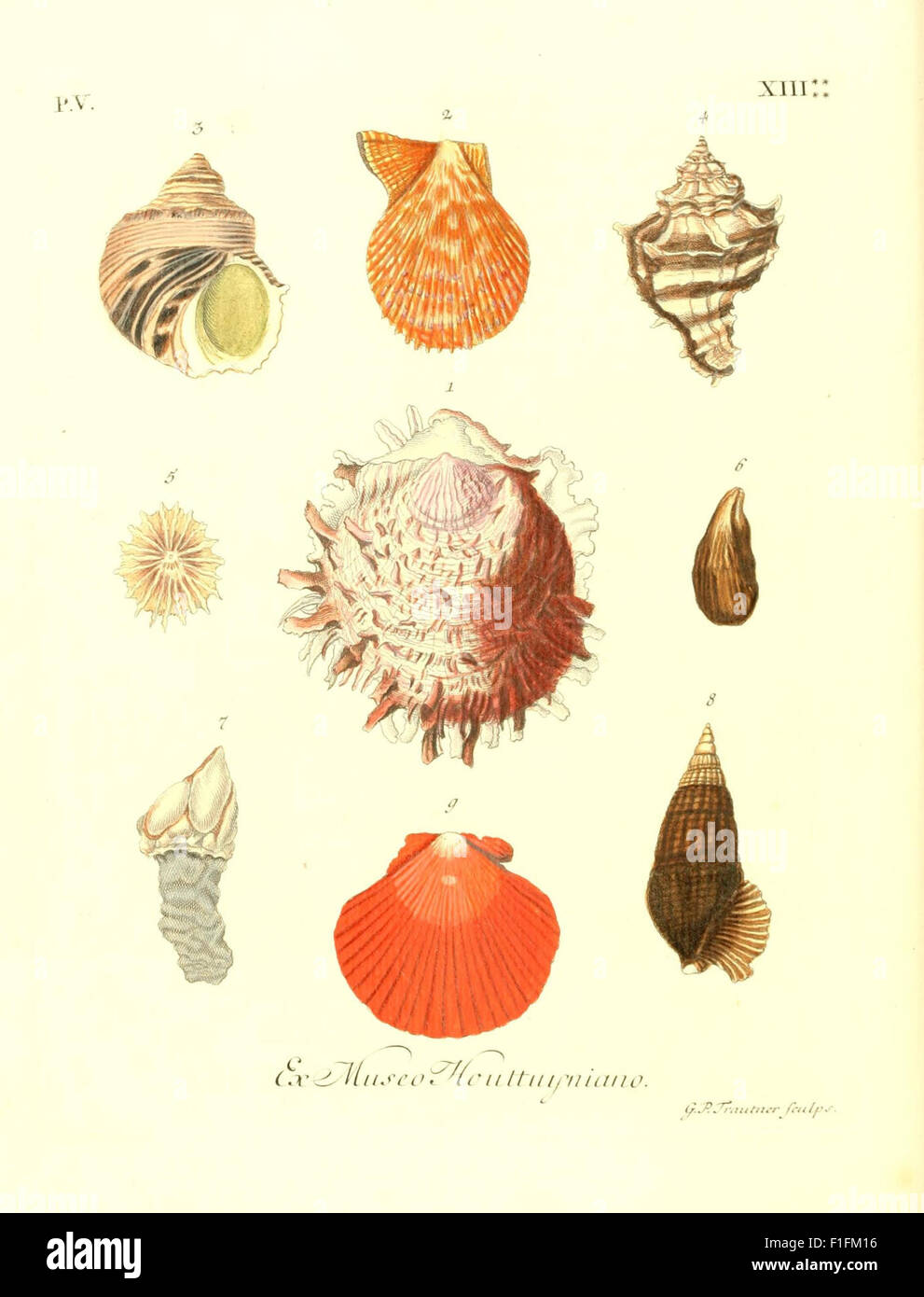 Different types of shells hi-res stock photography and images - Alamy