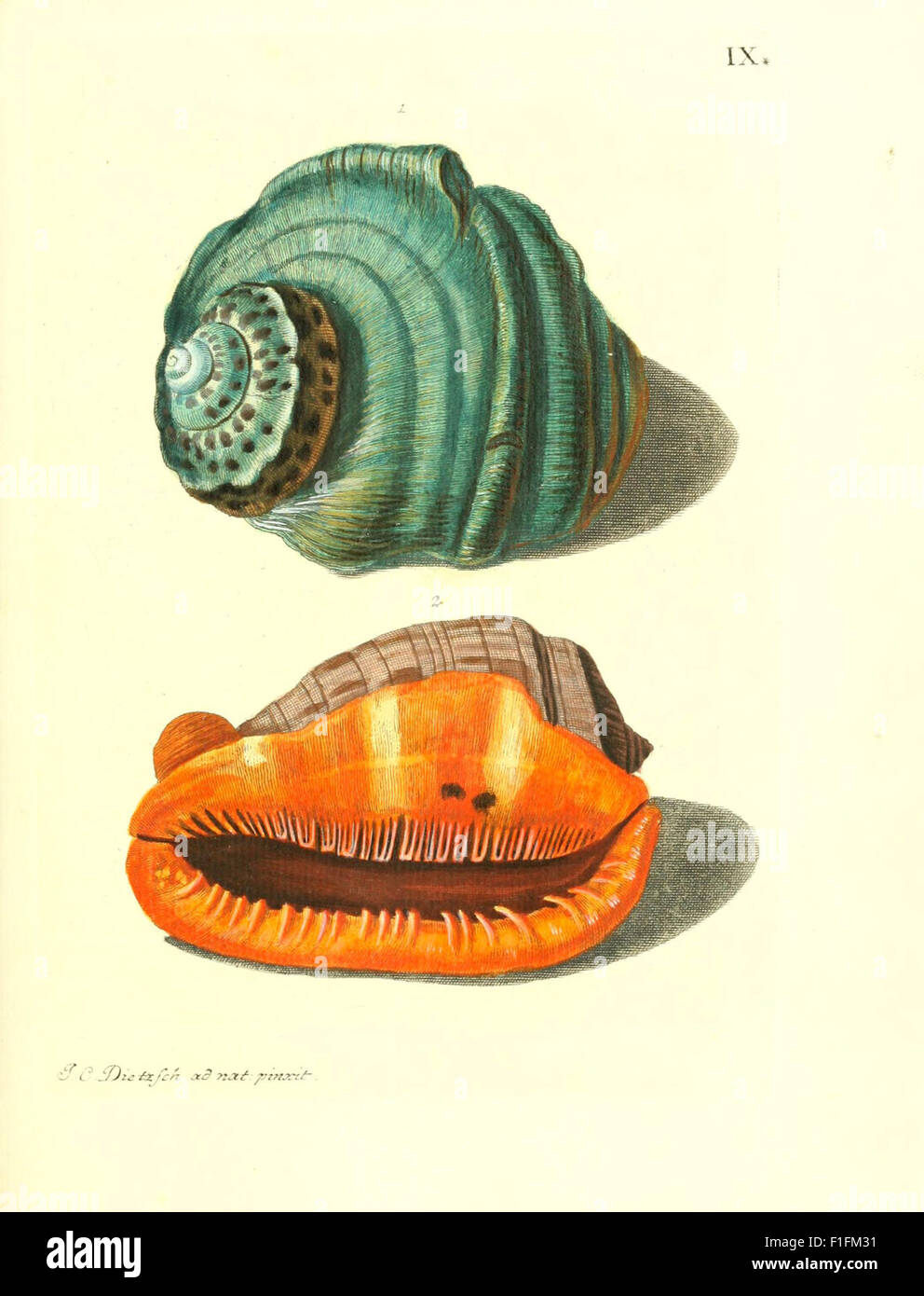 This early 18th century work catalogs various species of shells found ...