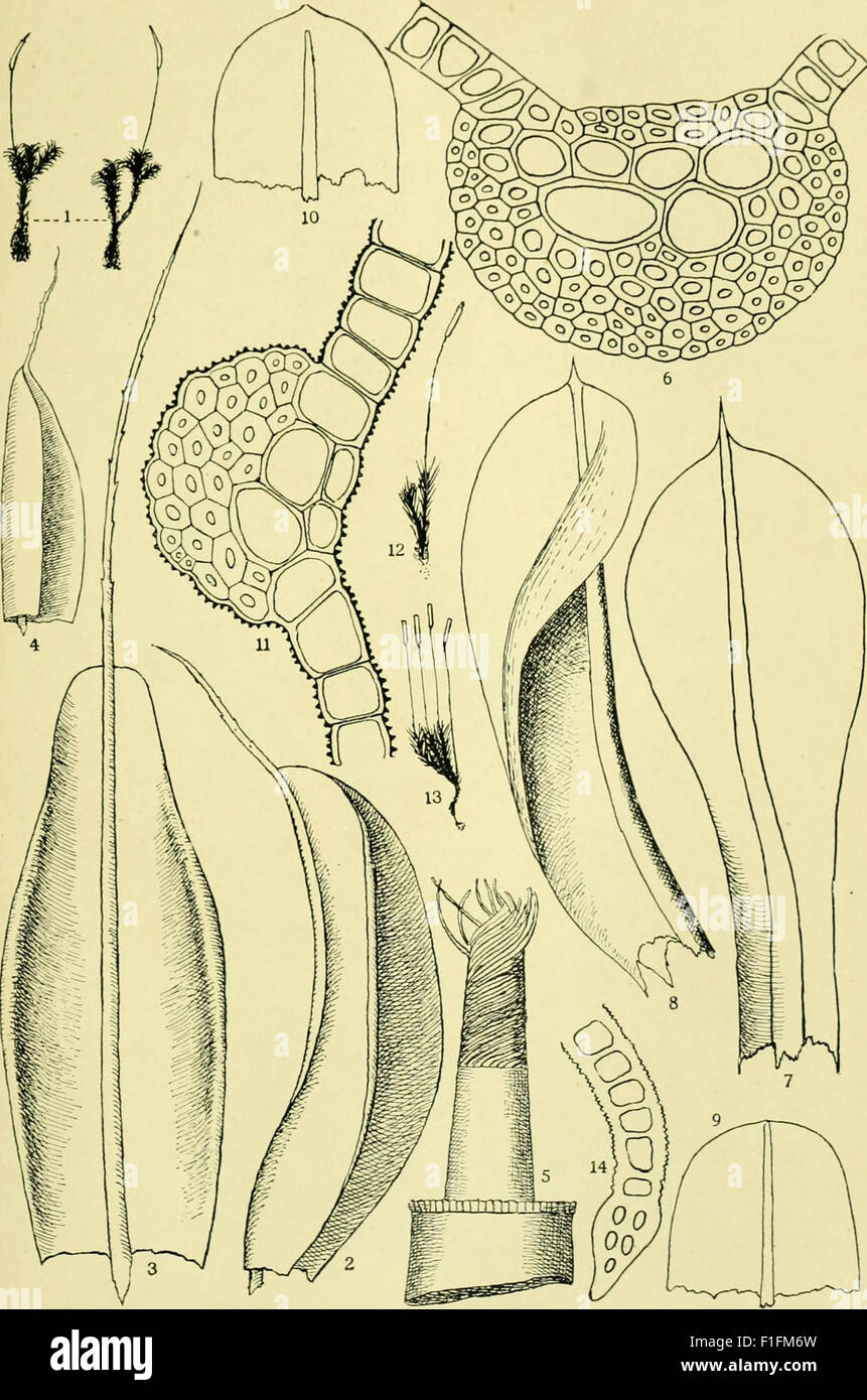 This 1906 botanical archive features a series of scholarly articles on ...