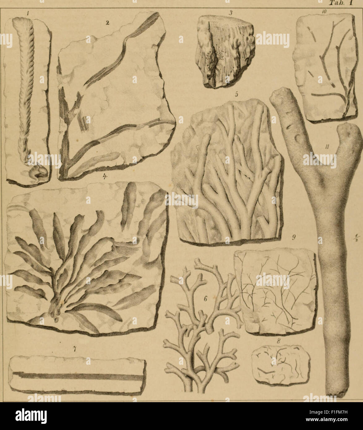 This 1852 work focuses on the paleontology of Russia, providing an ...