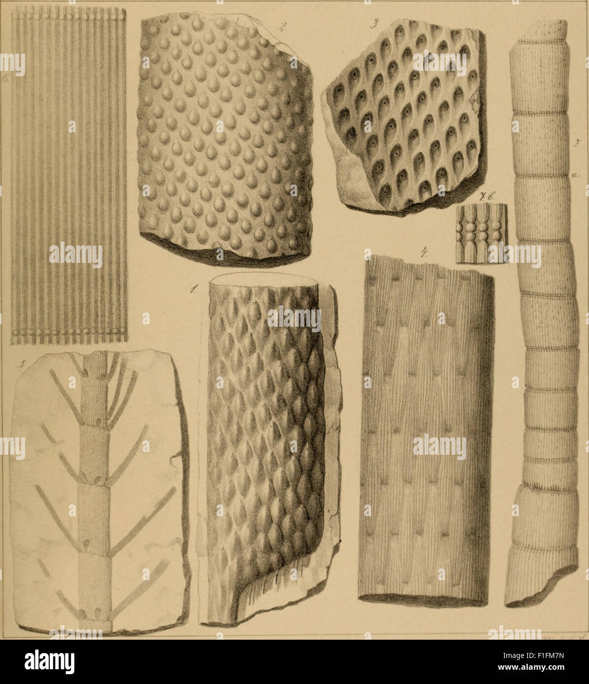 A paleontological study of Russia, published in 1852, examining the ...