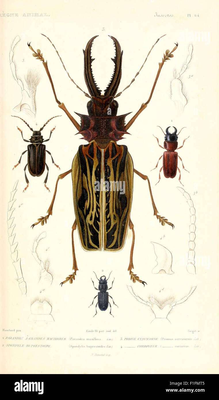 'Le Règne Animal' presents a systematic classification of animals based ...