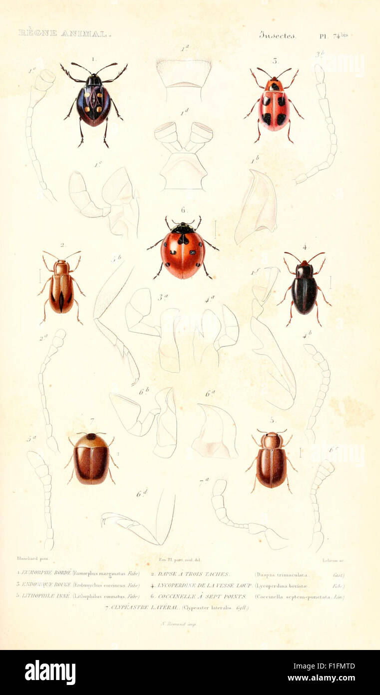 This French work discusses the animal kingdom according to its ...