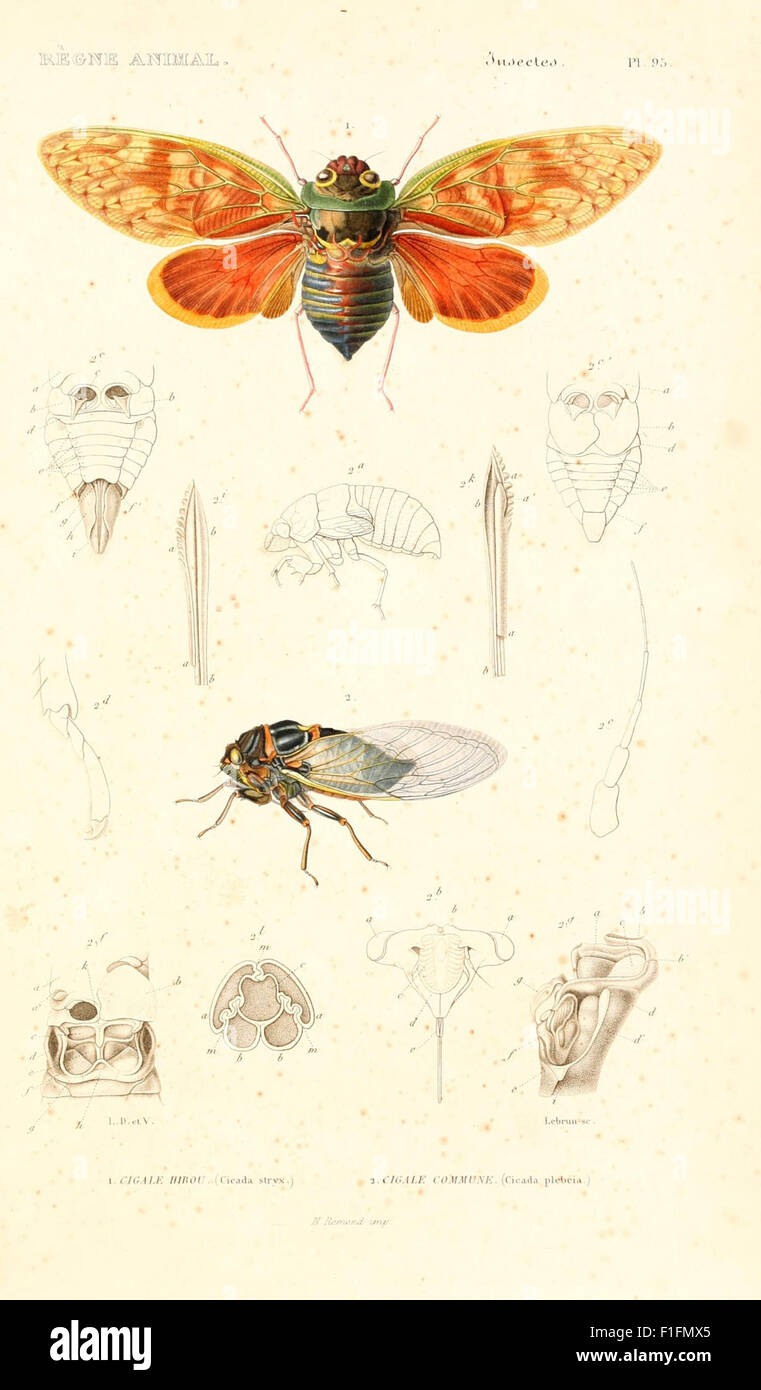 This work outlines the classification and distribution of animal ...
