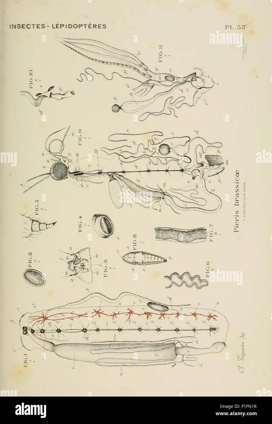 The *Atlas d'anatomie comparée des invertébrés* presents comparative ...