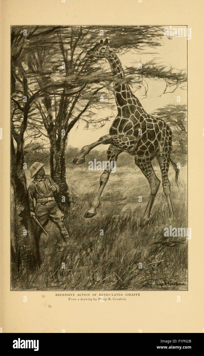 Life-histories of African game animals Stock Photo - Alamy