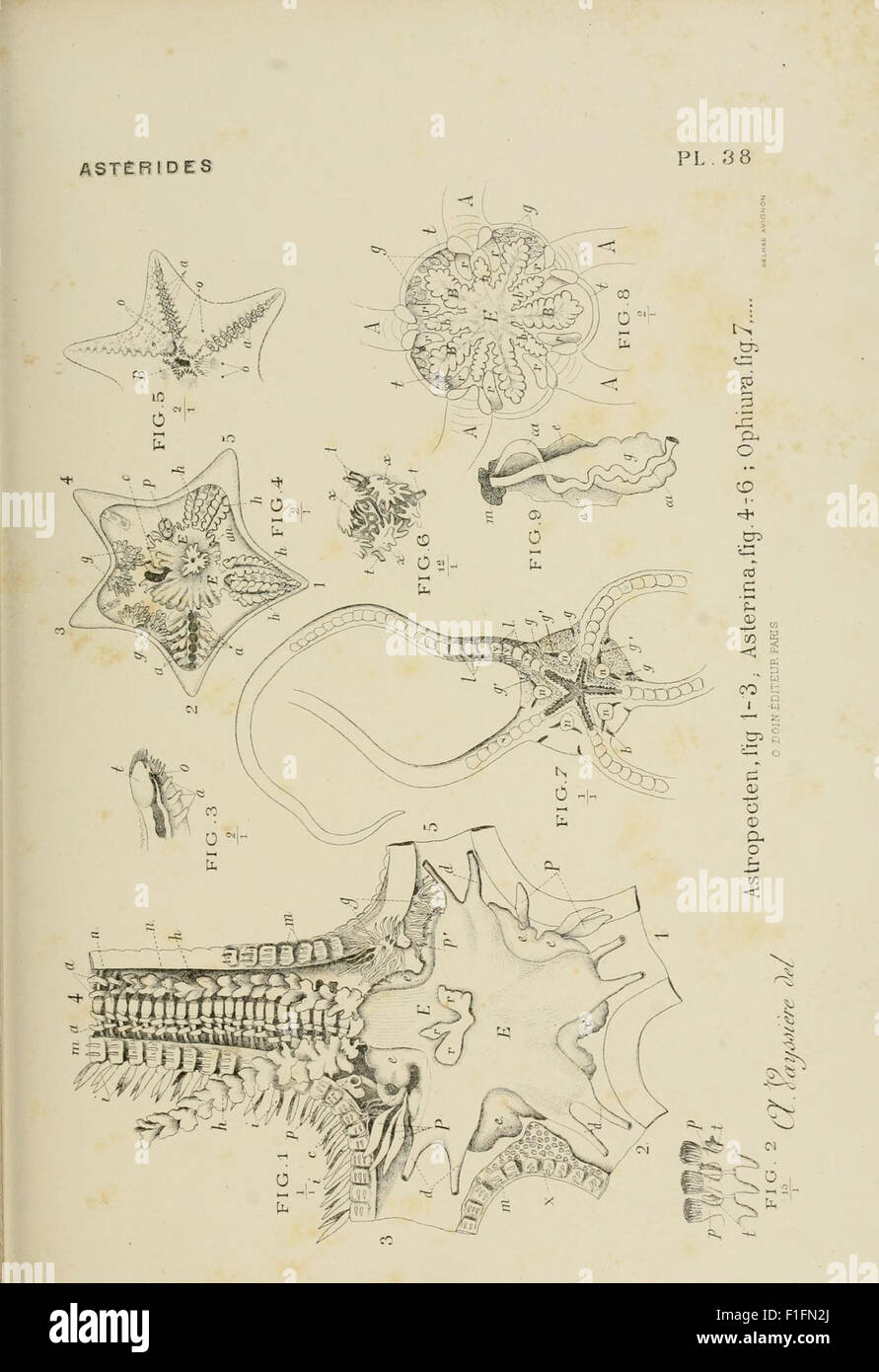 This comparative anatomy atlas provides detailed illustrations and ...