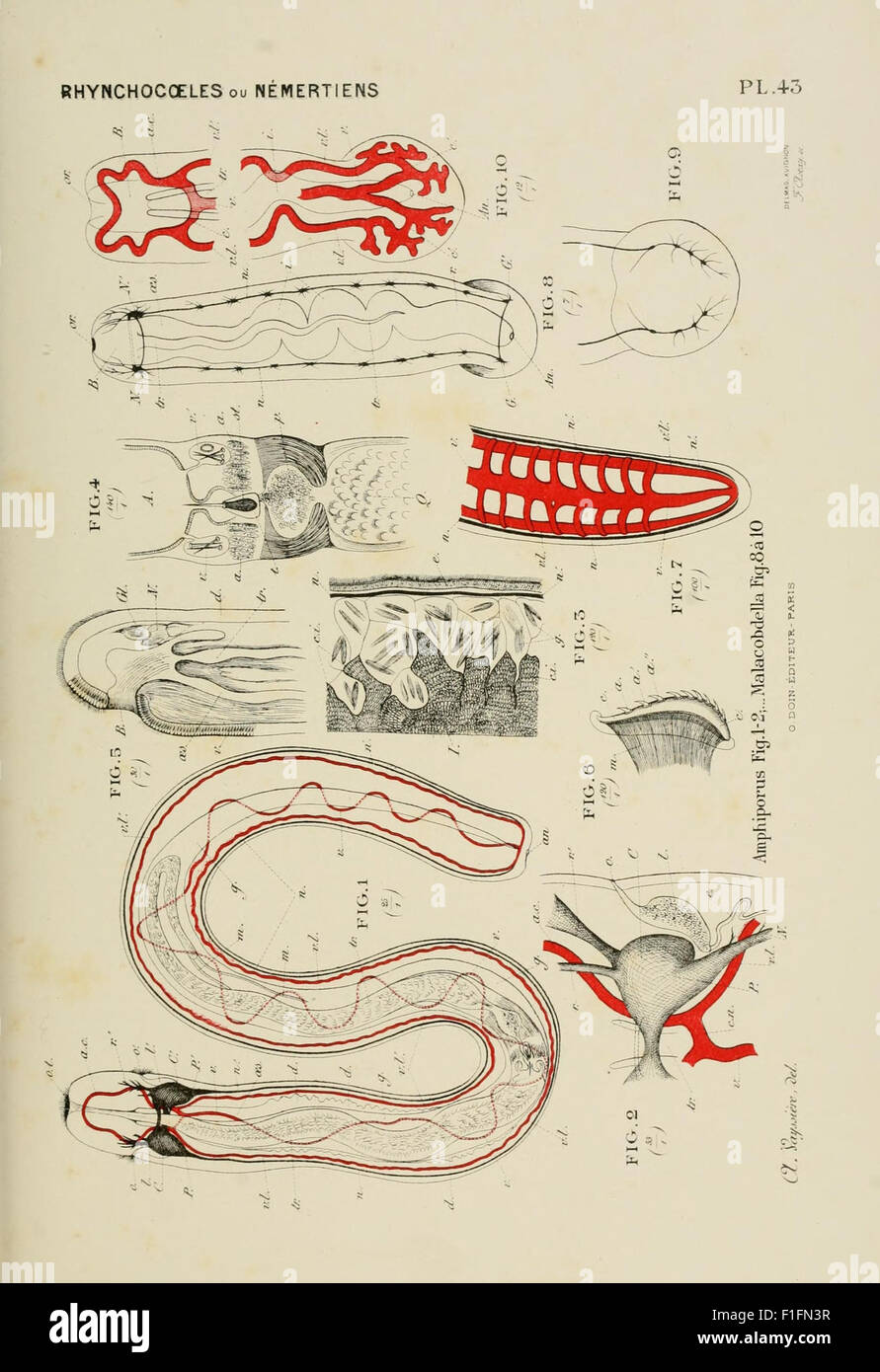 This work, 'Atlas of Comparative Anatomy of Invertebrates,' provides ...