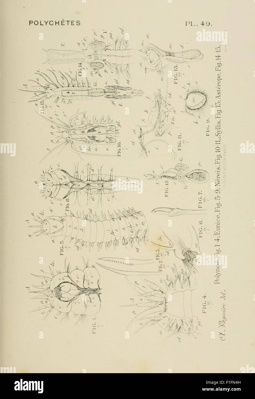 This atlas presents a comparative anatomy of invertebrates, including ...