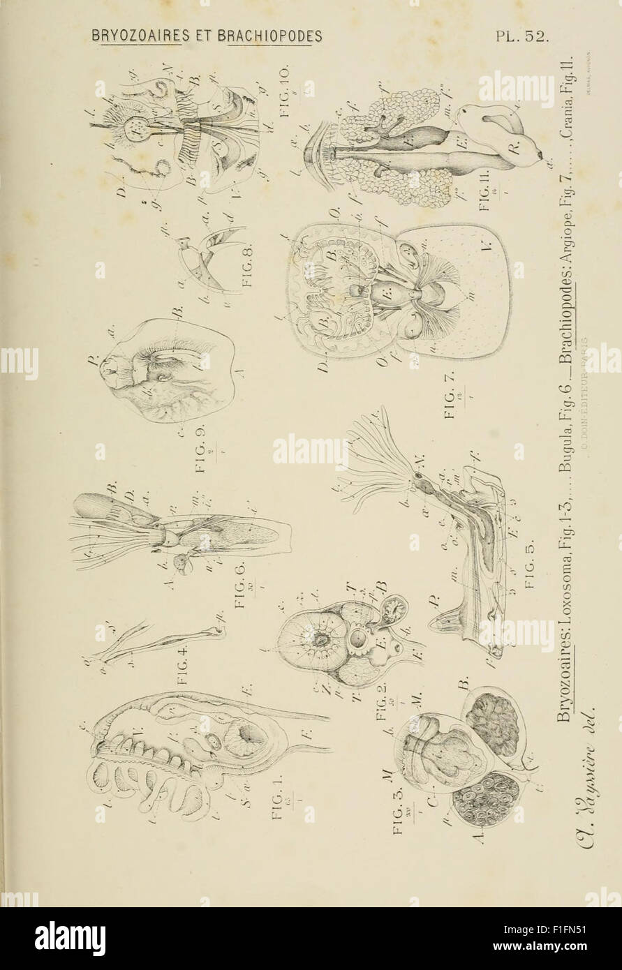 This atlas from the 19th century provides comparative anatomical ...