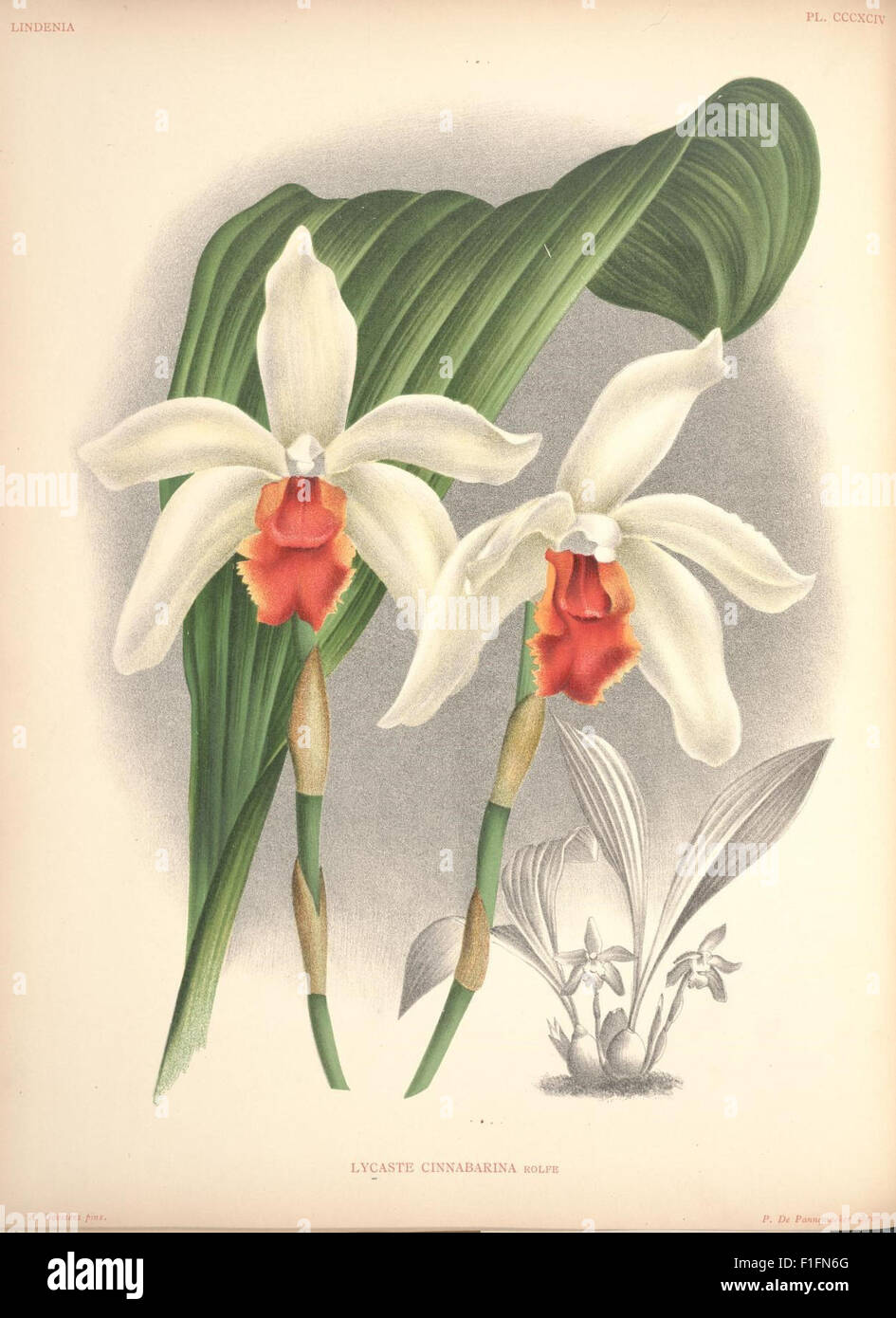 This vintage work from the Missouri Botanical Garden's Peter H. Raven ...