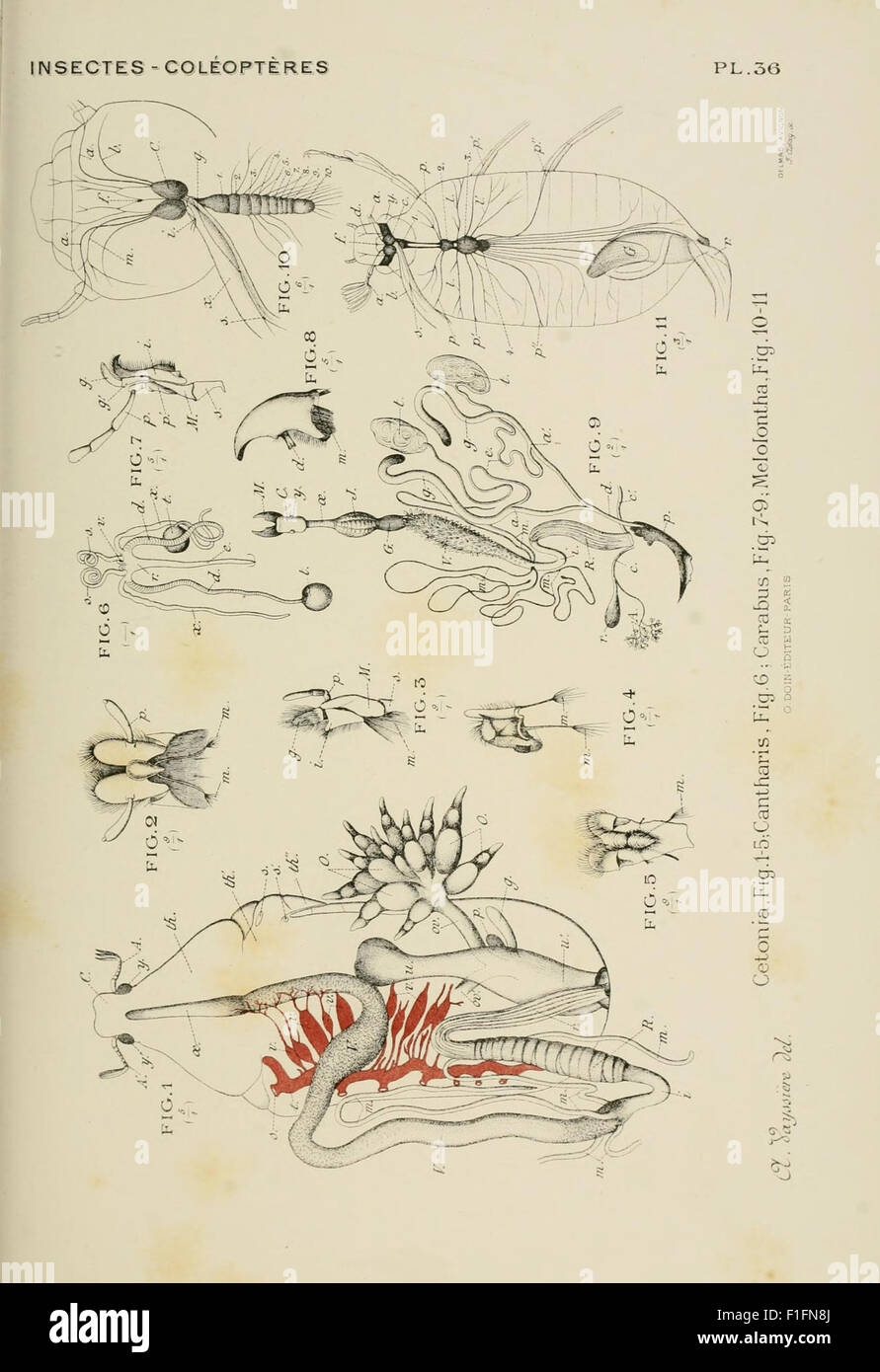 This vintage anatomical atlas from the Ernst Mayr Library at Harvard ...