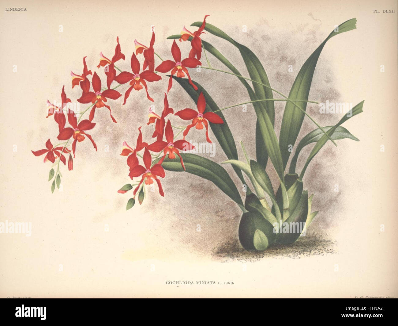 'Lindenia (PL. DLXII)' is a botanical work focusing on the Orchidaceae ...